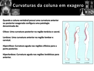 Anatomia óssea coluna vertebral introdução | PPTX