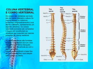 Anatomia óssea da coluna vertebral | PPTX