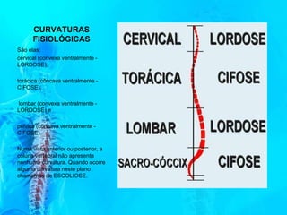 Anatomia óssea da coluna vertebral | PPT