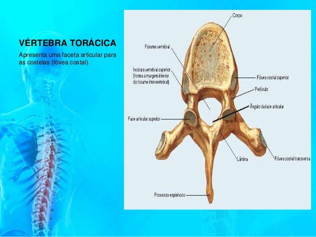 Anatomia óssea da coluna vertebral