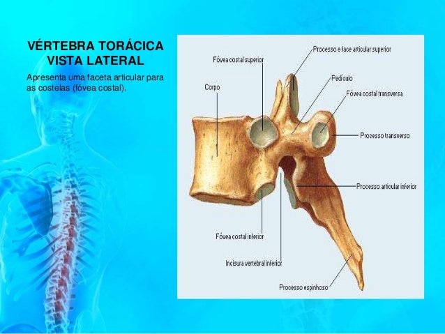 Anatomia óssea da coluna vertebral
