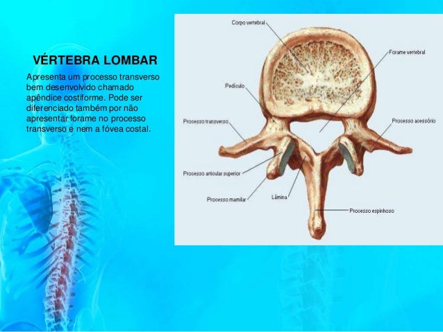 Anatomia óssea da coluna vertebral