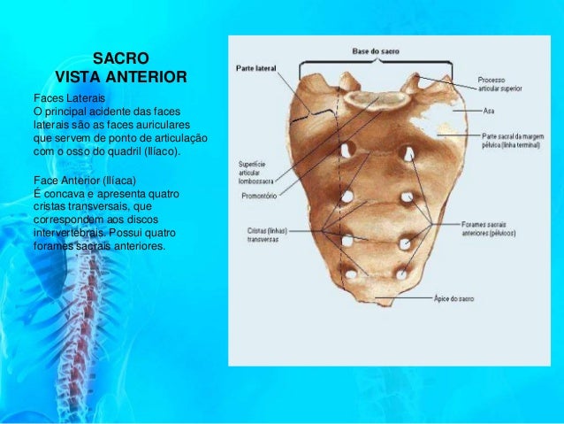 Anatomia óssea da coluna vertebral