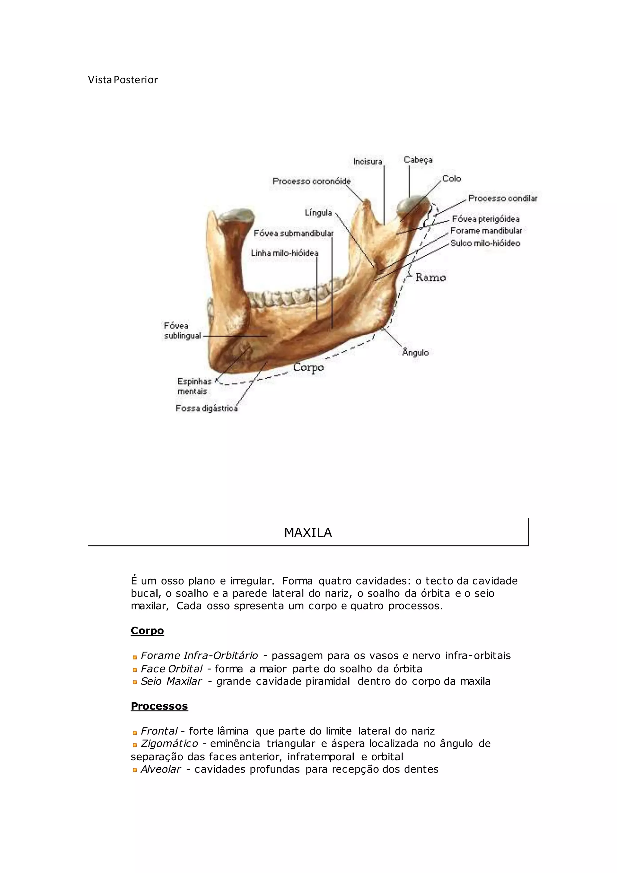Anatomia óssea (mandíbula e maxila) | DOCX | Bone and Joint Conditions ...