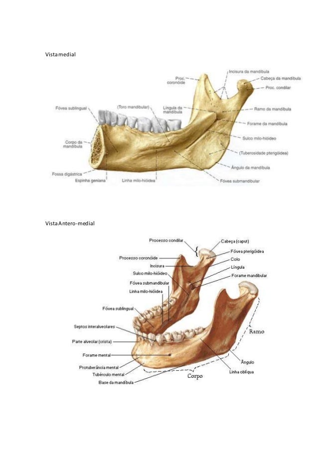 Anatomia óssea (mandíbula e maxila)