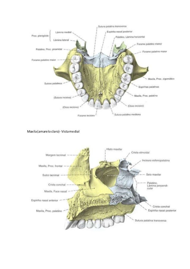 Anatomia óssea (mandíbula e maxila)
