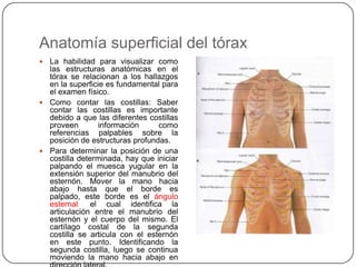 2. Anatomia superfical del torax | PPTX