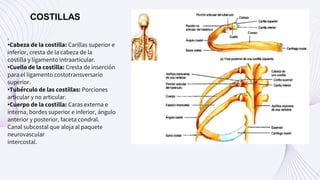 Anatomia superficial de la región toráciapdf | PDF