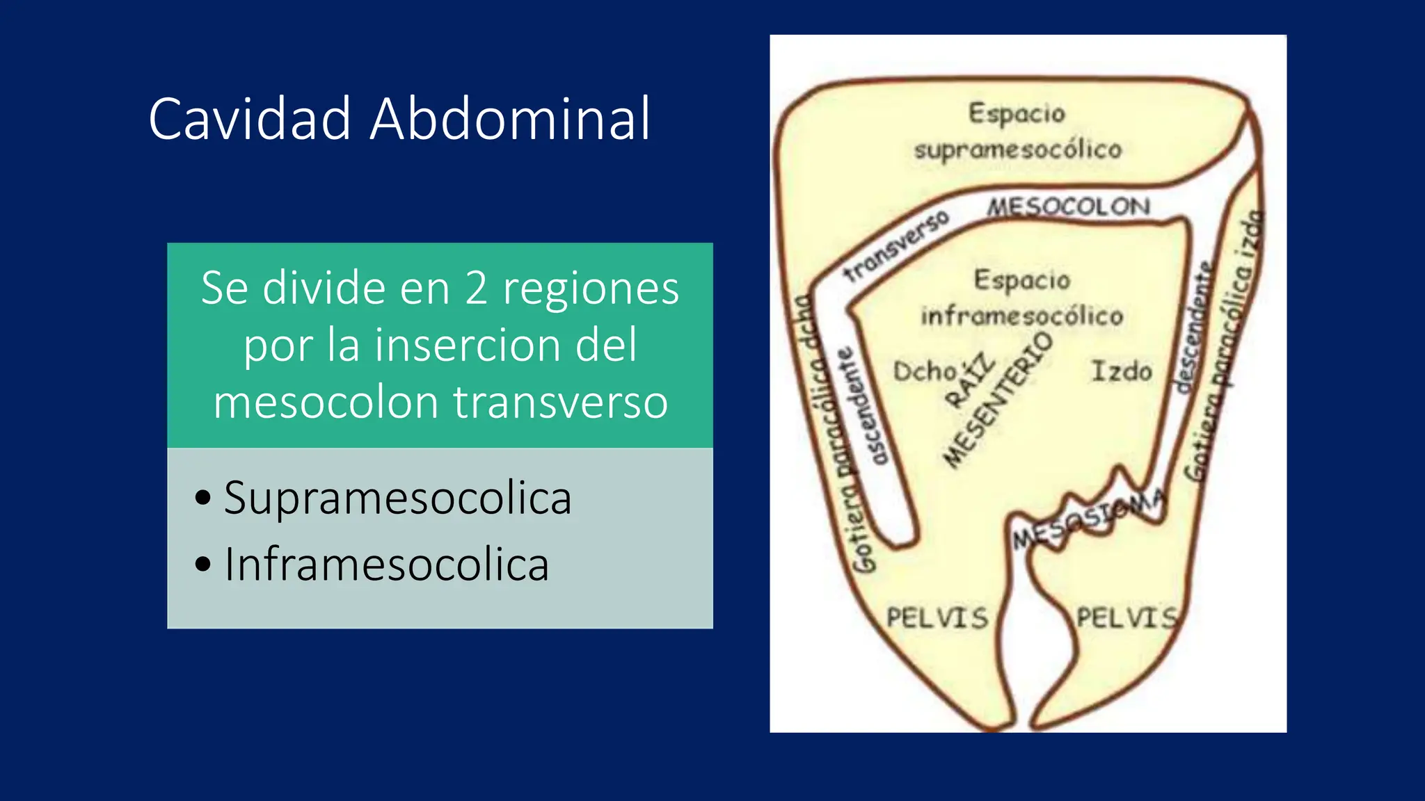 ANATOMIA de region SUPRAMESOCOLICA abdominal | PPTX
