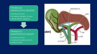 ANATOMIA de region SUPRAMESOCOLICA abdominal | PPTX