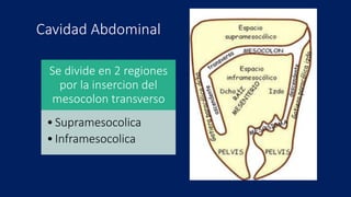 ANATOMIA de region SUPRAMESOCOLICA abdominal | PPTX