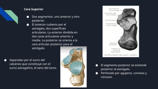 Anatomia de los huesos del pie y del tarso | PPTX
