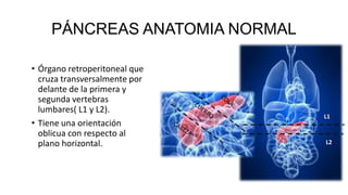 Anatomia tc pancreas bazo | PPTX