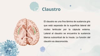 ANATOMIA Telencefalo, donde se describen con detalles partes anatómicas ...