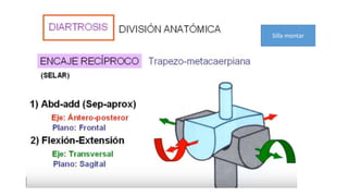 Anatomia tercera clase 3 sistema articular