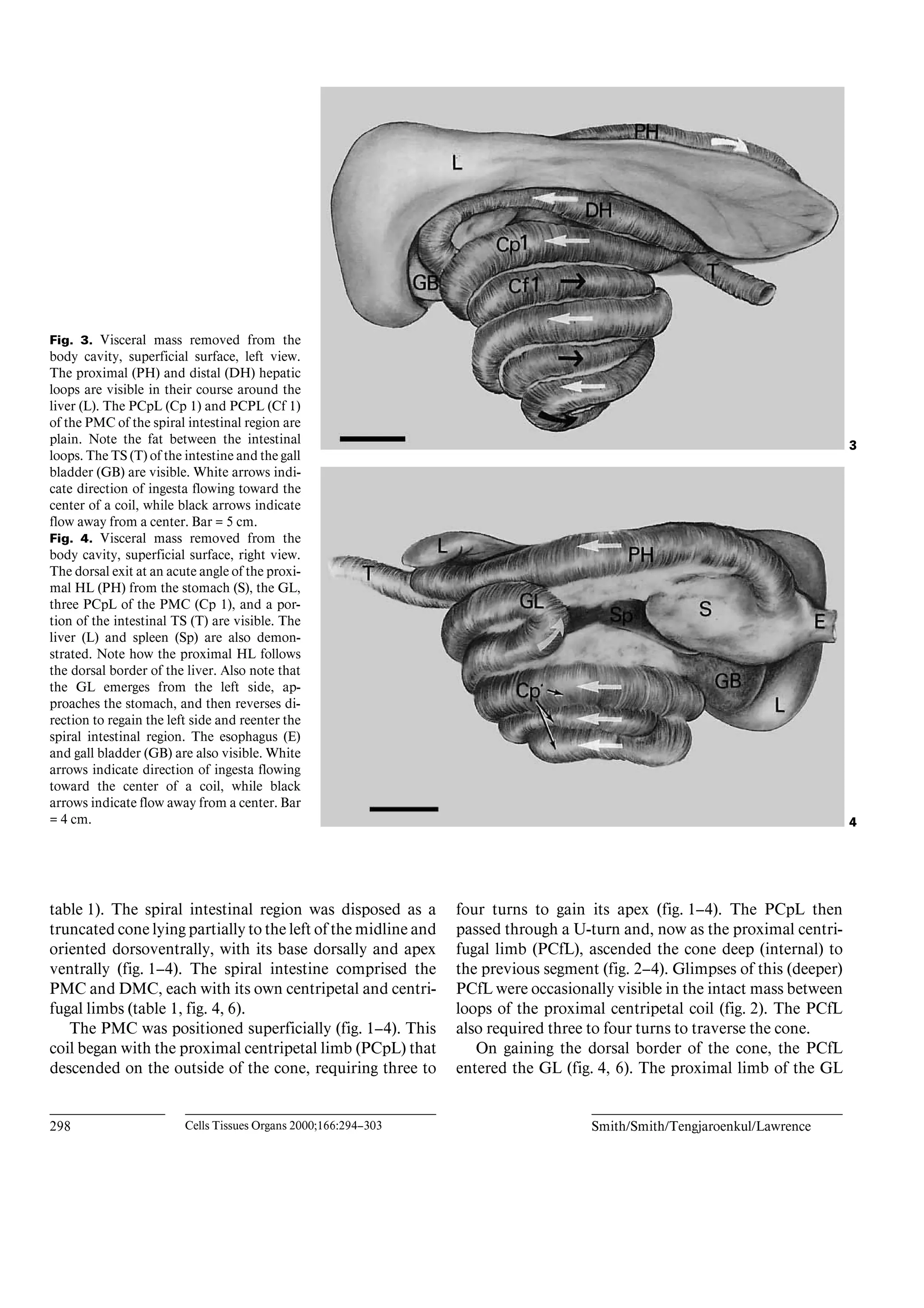 Anatomia tilapia | PDF