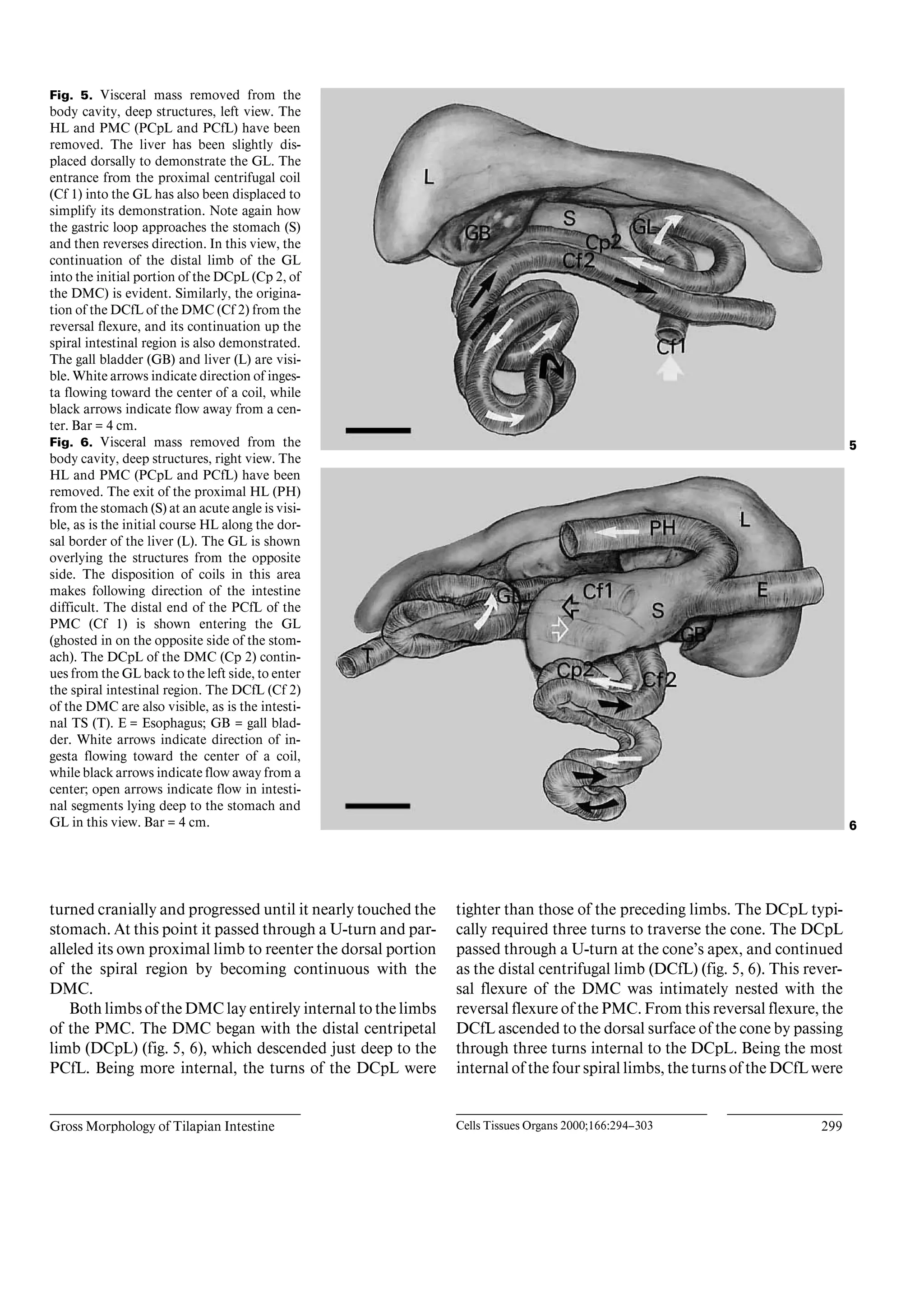 Anatomia tilapia | PDF