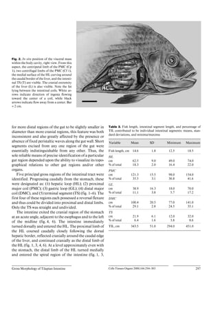 Anatomia tilapia | PDF