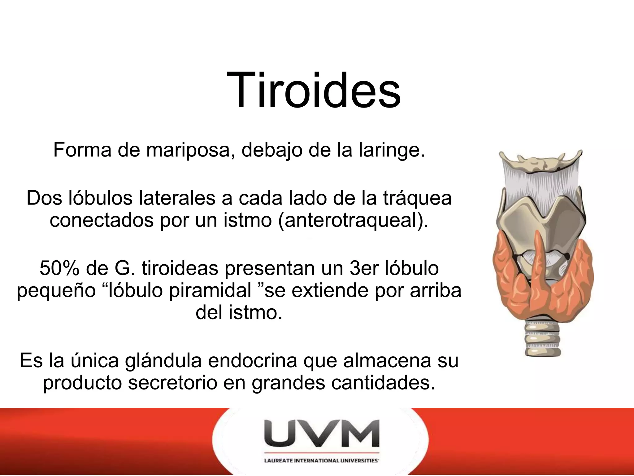 Anatomia de glandula tiroides | PPTX