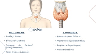ANATOMIA TIROIDES - ENDOCRINO segun Latarjet | PPTX