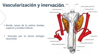 ANATOMIA TIROIDES - ENDOCRINO segun Latarjet | PPTX