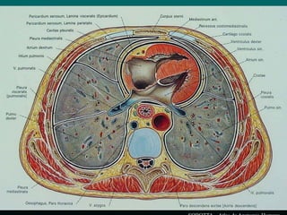 Anatomia tomografica do torax | PDF