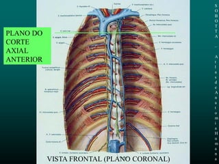 Anatomia tomografica do torax | PDF