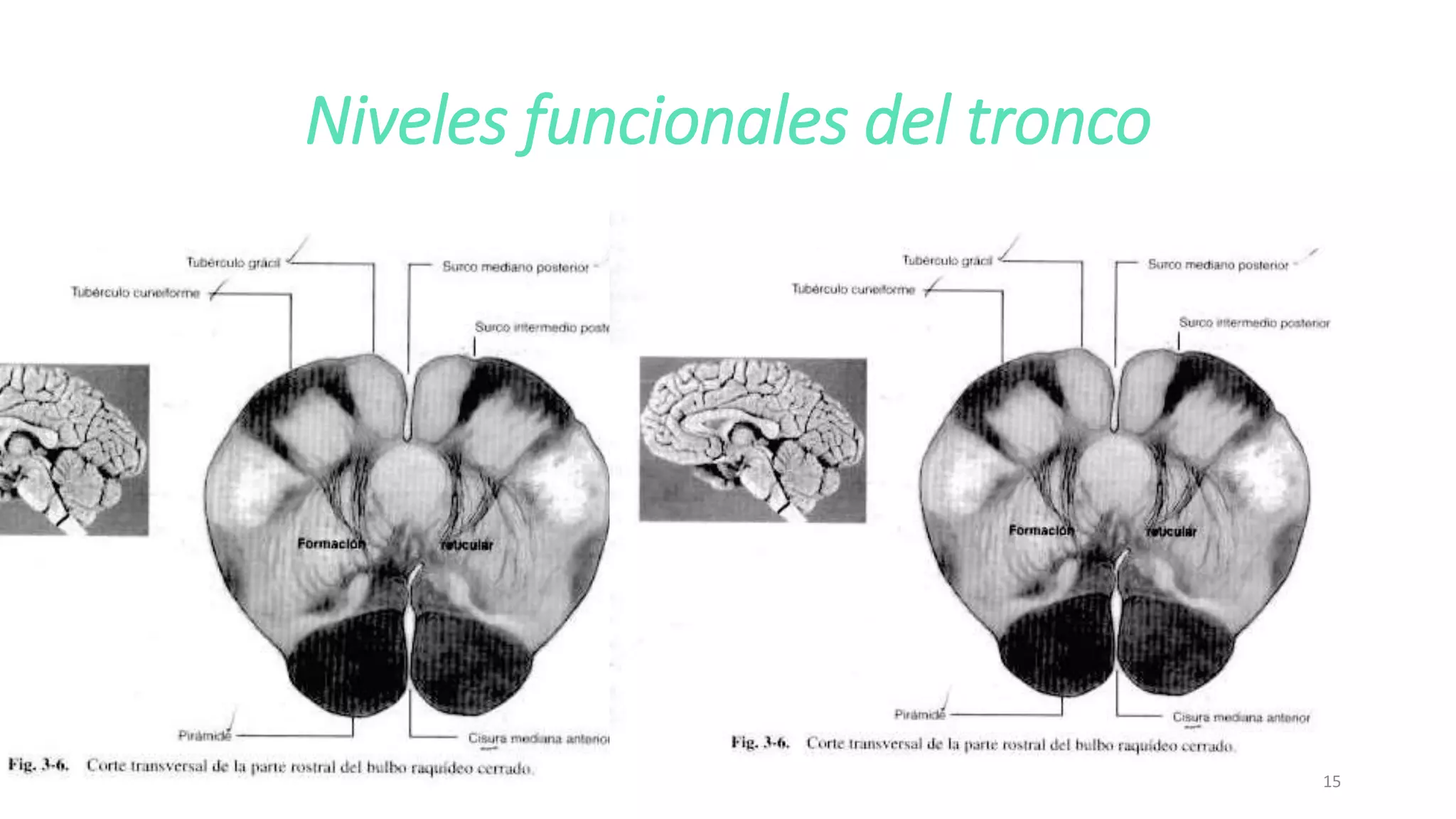 Anatomia, topografia y niveles funcionales del tronco | PPTX
