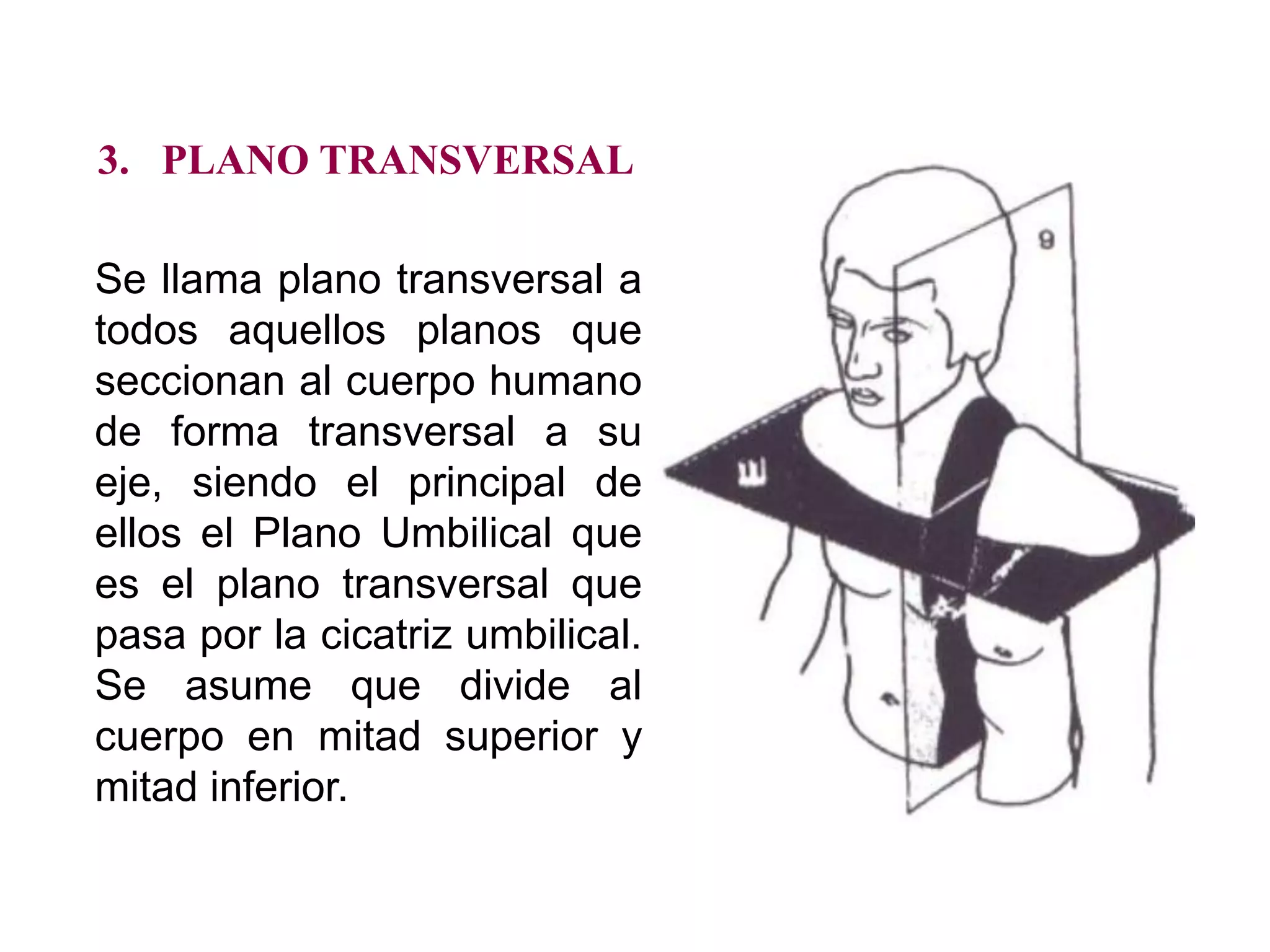 Anatomia topografica