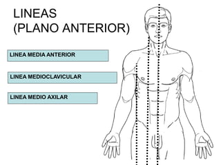 Anatomia topografica | PDF