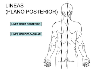 Anatomia topografica | PDF