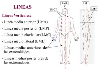Anatomia topografica | PDF