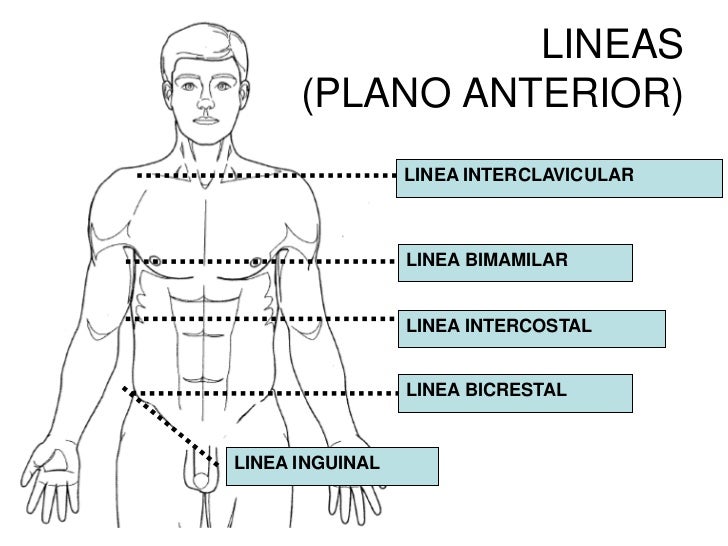 Anatomia topografica