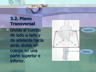 Anatomía Topográfica | PPT
