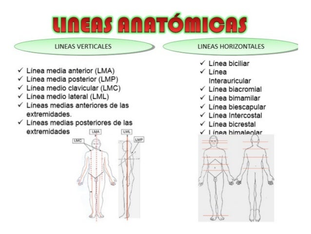 Anatomia topografica