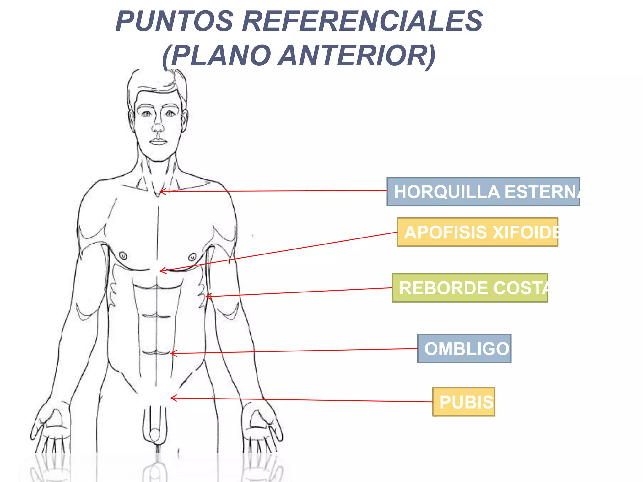 Anatomia topografica | PPTX