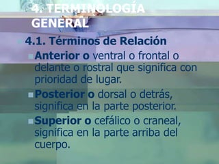 Anatomia Topografica | PPTX