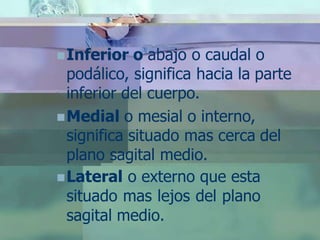 Anatomia Topografica | PPTX
