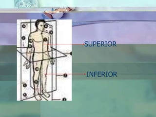 Anatomia Topografica | PPTX