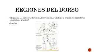 Anatomia topografica | PPTX