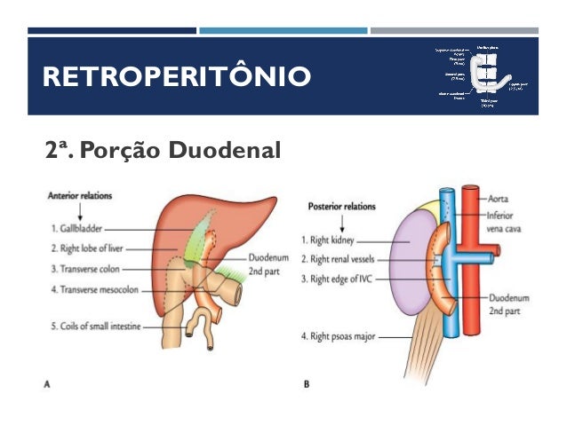 Anatomia Cirúrgica da Região Abdominal