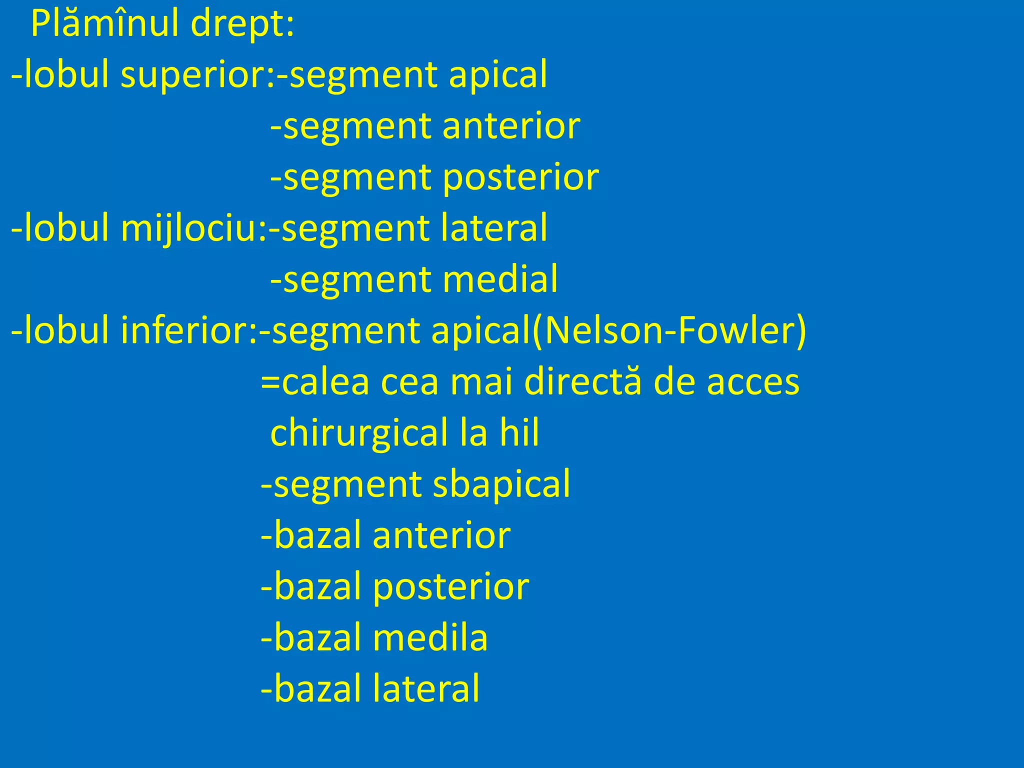 Anatomia topografica a plaminului 1 | PPTX