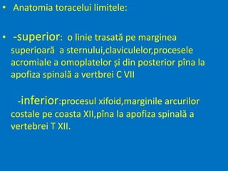 Anatomia topografica a plaminului 1 | PPTX