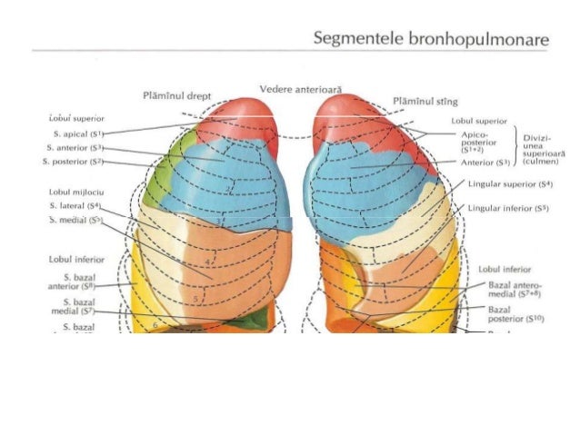 Anatomia topografica a plaminului 1