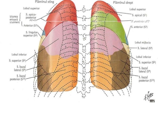 Anatomia topografica a plaminului 1