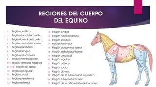 Anatomía Topográfica Comparada Equino y Canino | PDF