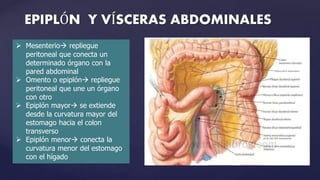 Anatomía Topográfica Del Abdomen Cirugia Pptx