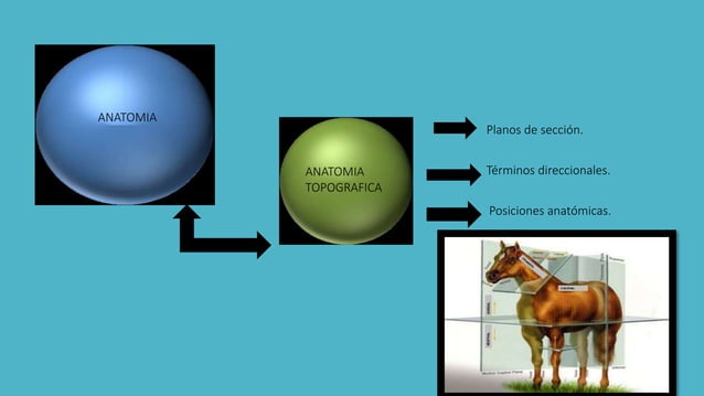 Anatomia Topografica del Equino y Canino | PPT