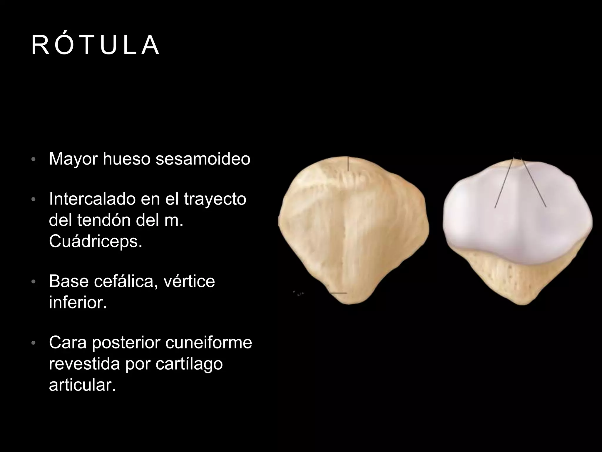 Anatomia topográfica de rodilla | PPTX