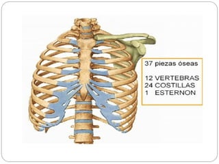 diapositivaanatomia topografica de torax.ppt